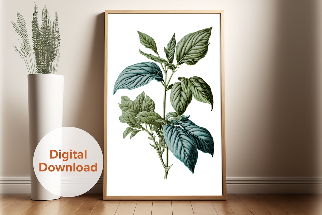 Basil Plant Botanical Poster, Botanical Art, Digital Print, Kitchen ...