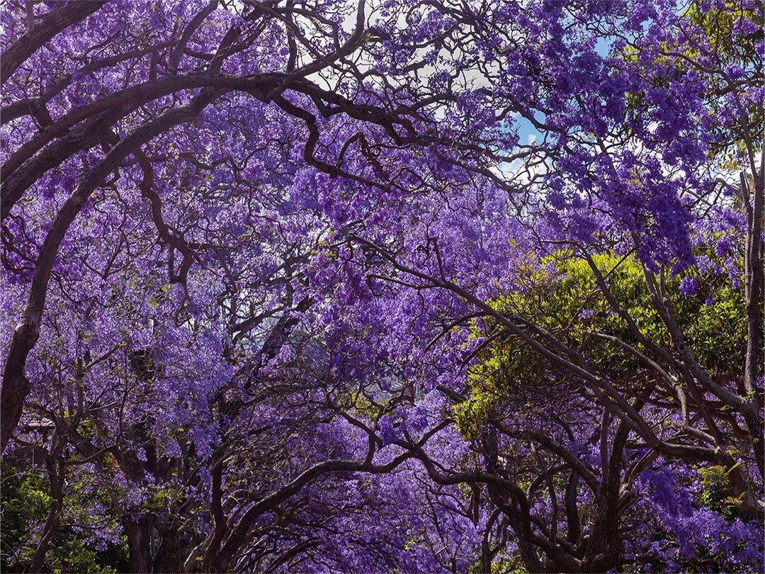 Jacaranda Trees in Full Blossom Sydney Travel Poster Wall - Etsy
