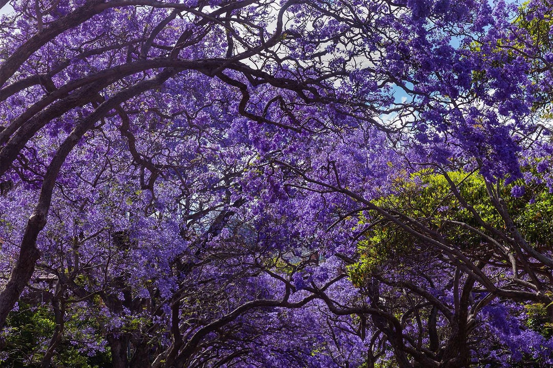 Jacaranda Trees in Full Blossom, Sydney, Travel Poster, Wall Art Decor ...