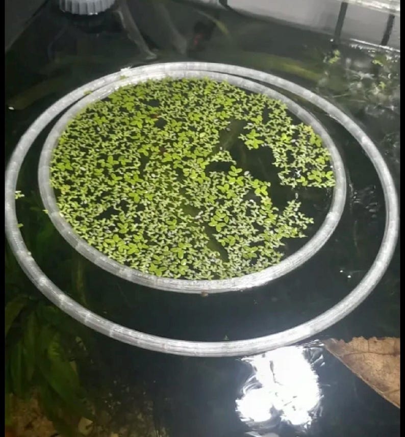 Floating Circle Aquarium Feeder/ Plant Containment Ring Available in ...