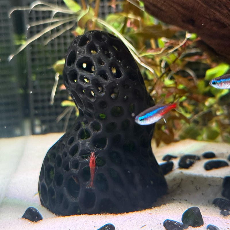 Fish Tank Small Shrimp - Etsy UK