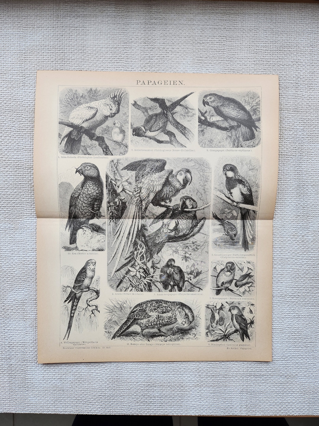 1885 Original Lithograph Birds Original Antique Parrot Print - Etsy