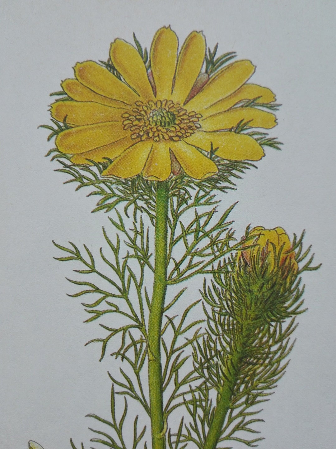 Wildflower Lithography Set of 2 , Botanical Print in Swedish and Latin ...