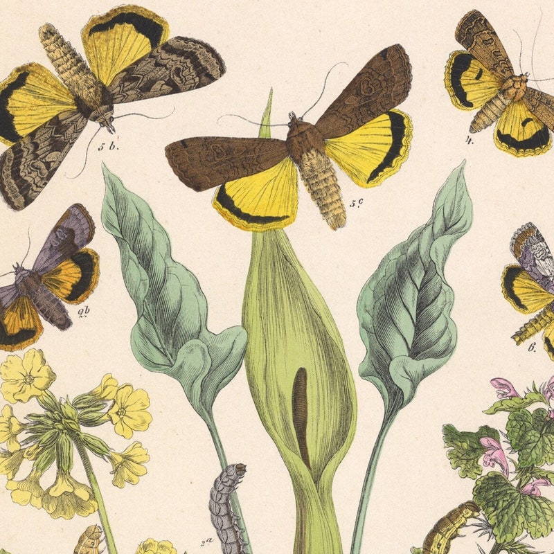 Butterfly Lithograph - Etsy