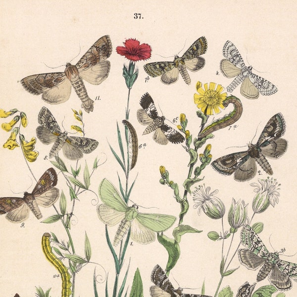 Butterfly Lithograph - Etsy