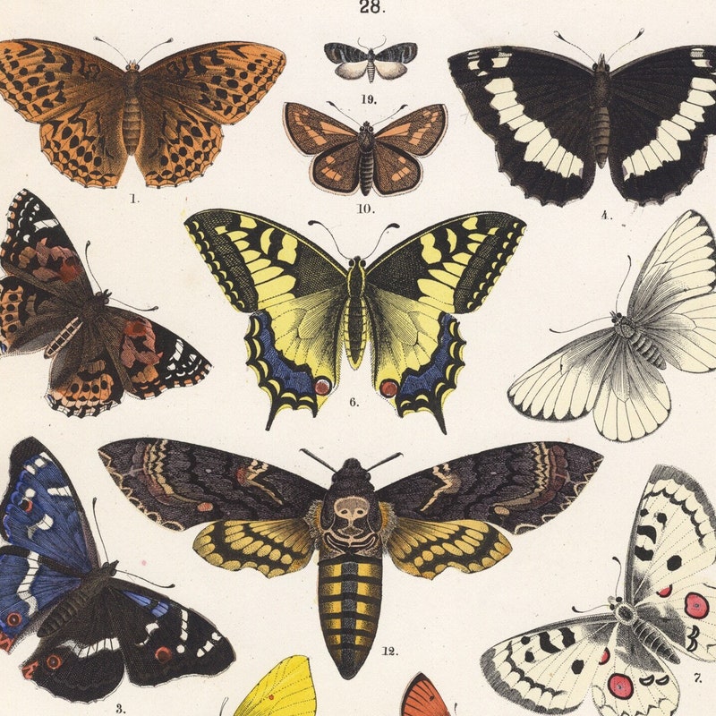 Old Butterfly Prints - Etsy