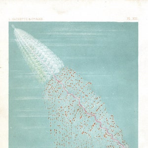 Curved Apolemia (frontispiece) From Le Monde De La Mer (1866) by Alfred ...