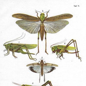 1923 German Insect Art Print | Contains - Great Green Bush-cricket ...