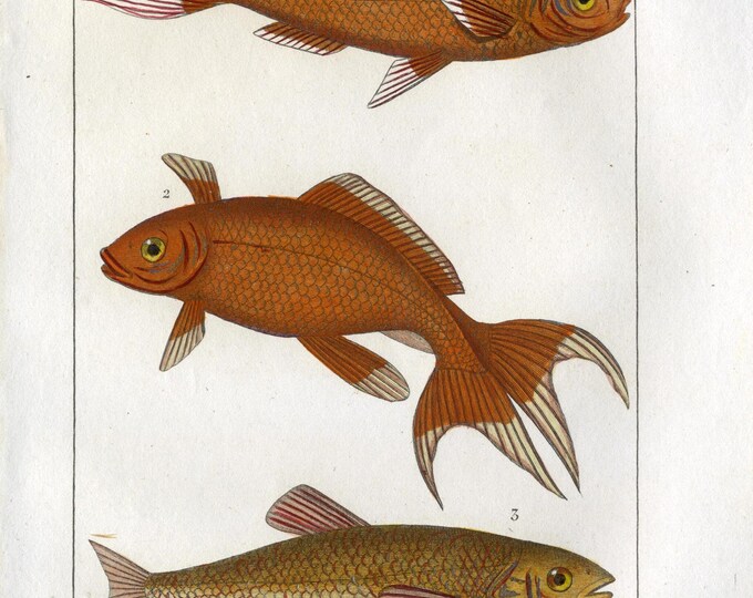 Hand-colored Goldfish Engraving | 1825 Buffon & Lacépède Natural ...