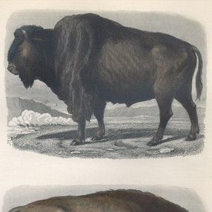 Bison and Aurochs: Rare Antique 1880 Hand-colored Engraving - Buffon's ...