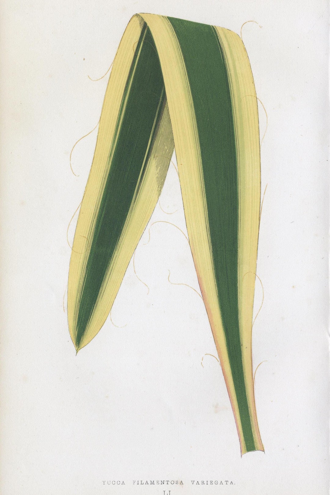 Variegated Adam's Needle (yucca Filamentosa Var. Variegata) - Antique ...