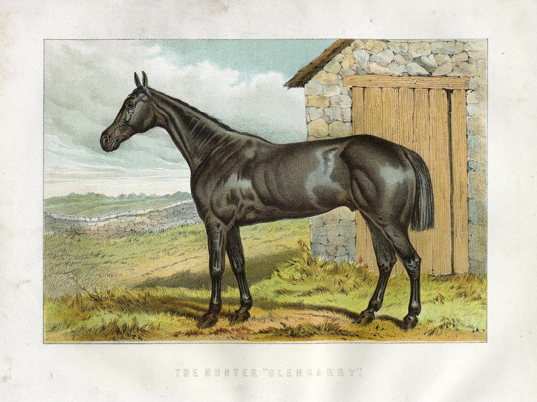 Antique Lithograph - Hunter Horse "glengarry" in Rural Setting | Equine ...
