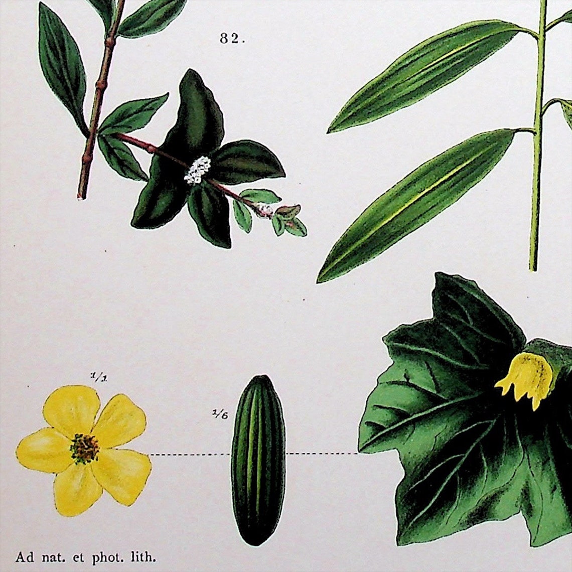 1915 Antique Botanical Lithography: Koch, a Vital Indian Medicinal ...
