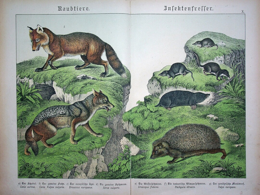 Golden Jackal (canis Aureus), Red Fox (canis Vulpes) | 1886 Classic ...