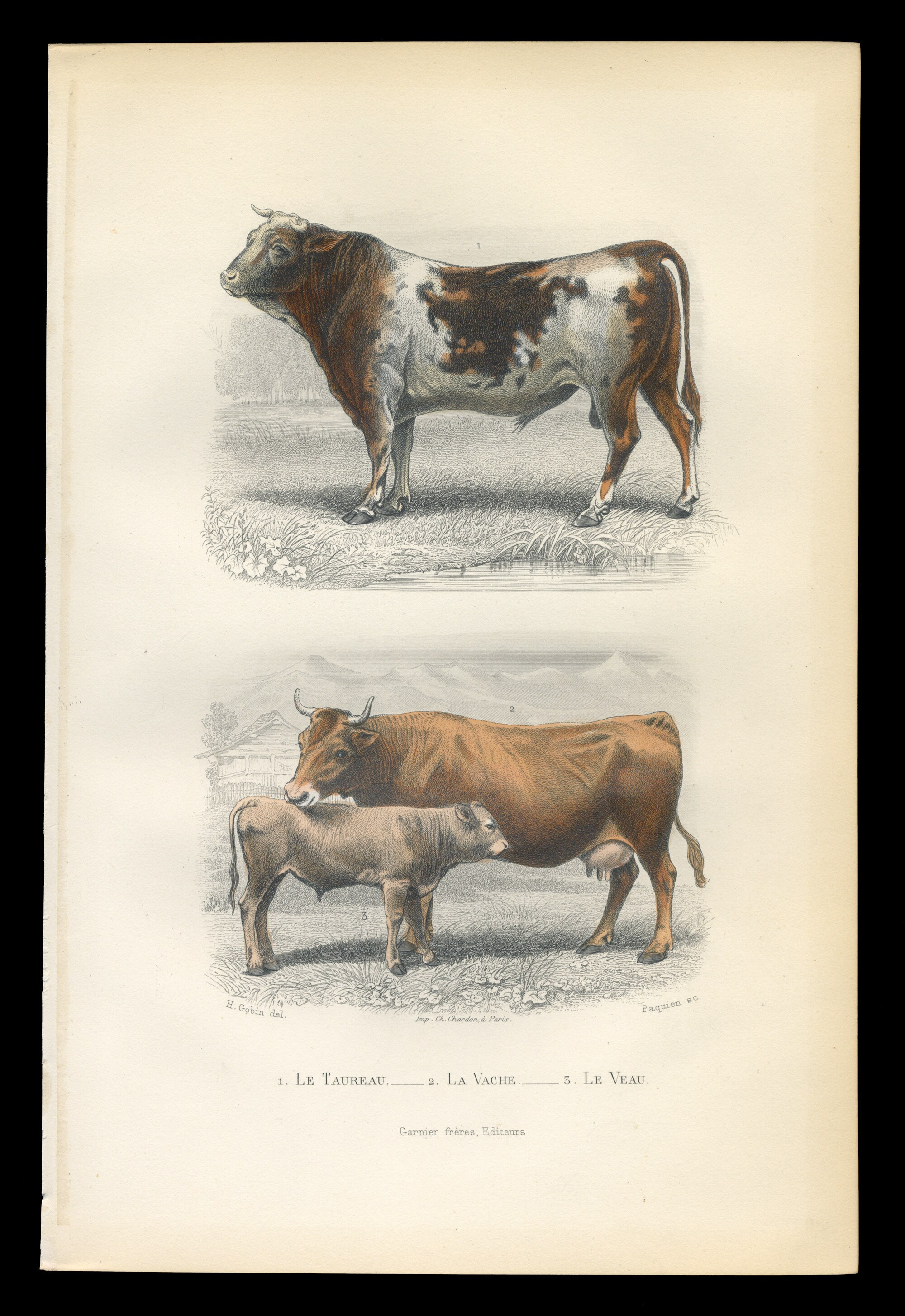 Bull and Cow: Rare Antique 1880 Hand-colored Engraving - Buffon's ...