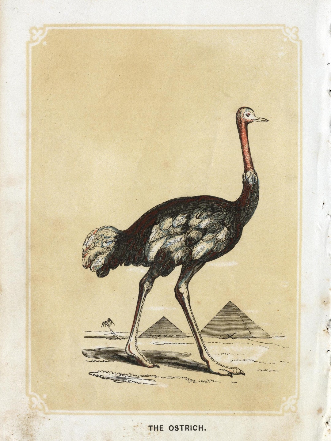 1854 Hand-colored Ostrich Print the Ostrich With Pyramids W.I. Bicknell ...