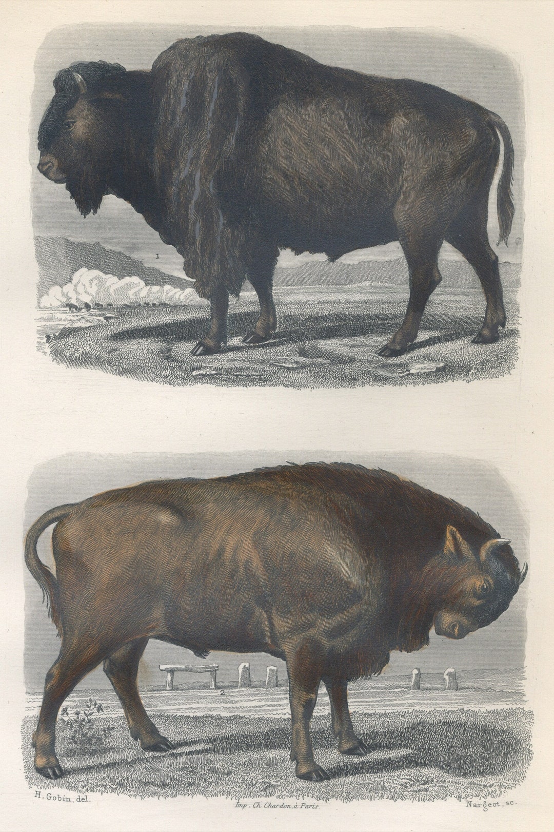 Bison and Aurochs: Rare Antique 1880 Hand-colored Engraving - Buffon's ...
