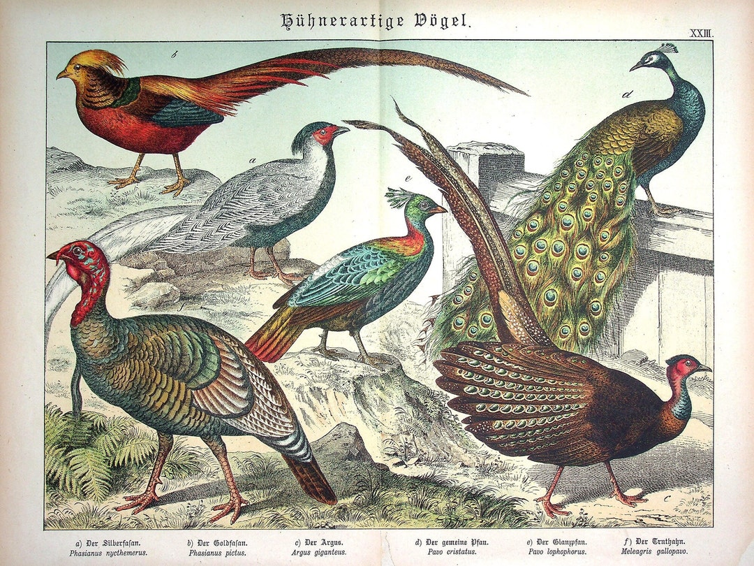 Great Argus (argus Gigantheus), Indian Peafowl (pavo Cristatus) | 1886 ...