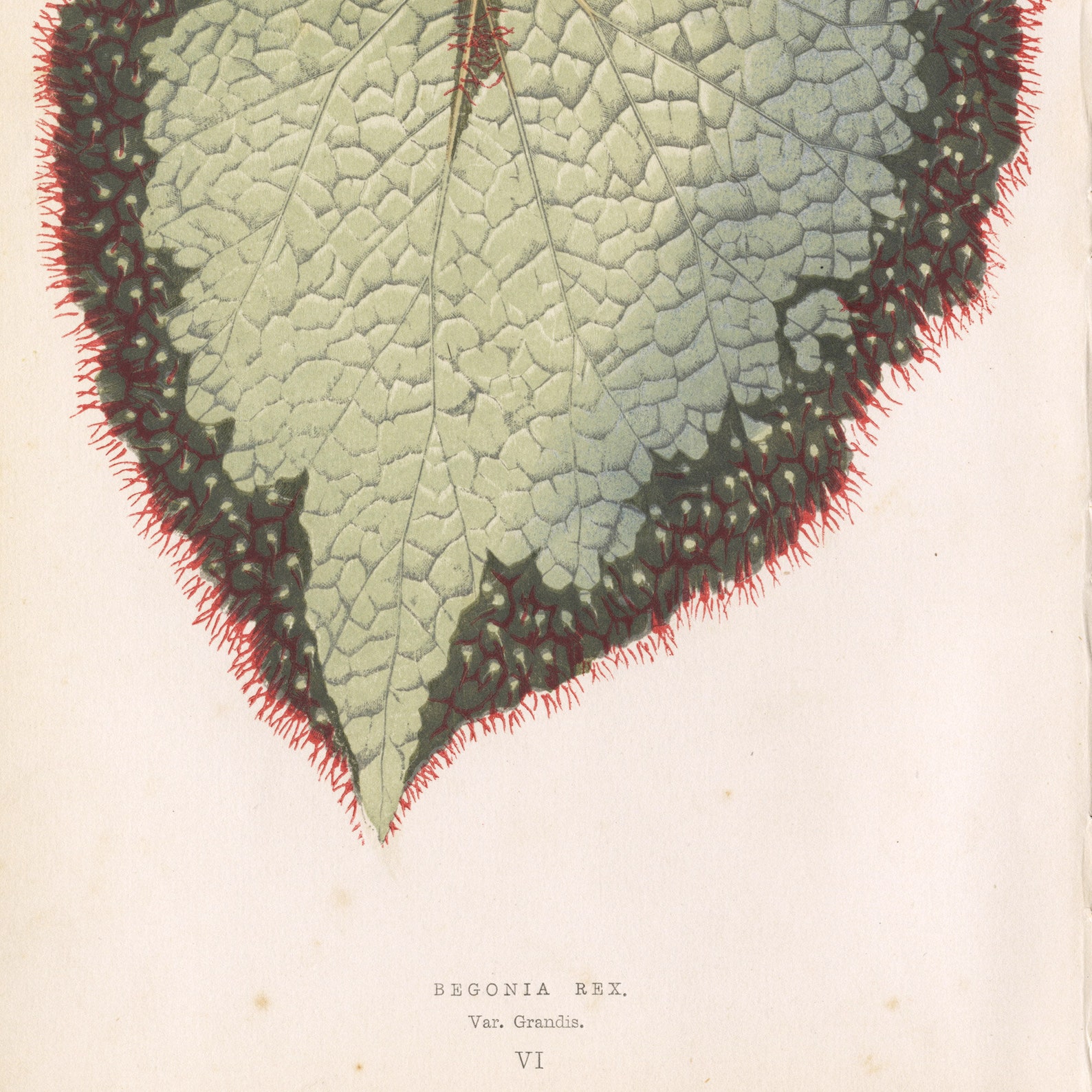 Begonia Rex Large Variety var. Grandis Antique Colored Lithograph From ...
