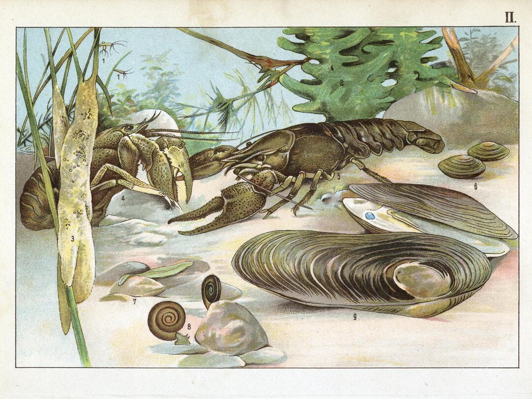 Crayfish and Freshwater Invertebrates Antique Dutch Zoology Lithograph ...