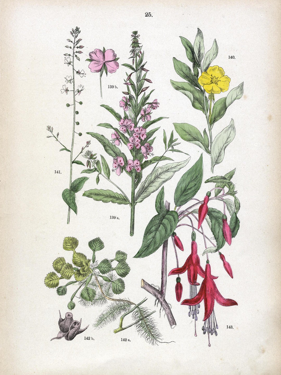 Antique 1884 Hand-colored Engraving - Flowering Plants by Carl Hoffmann ...