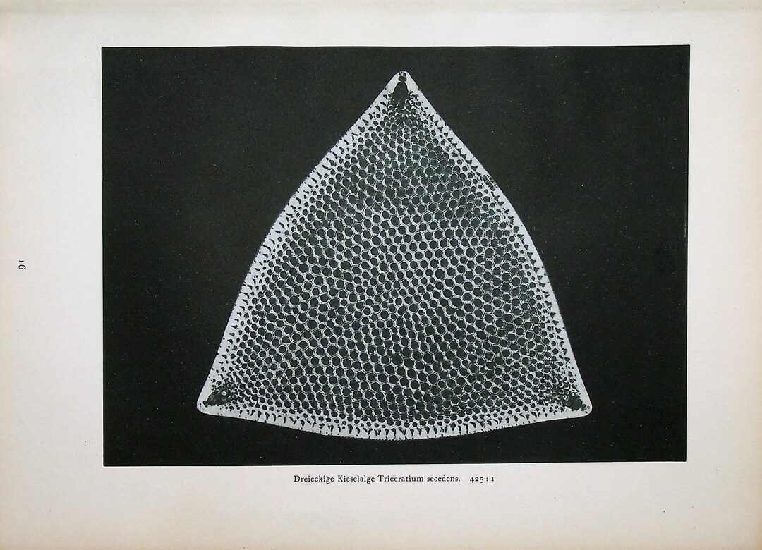 Vintage Scientific Print - Triangular Diatom Triceratium Secdens ...