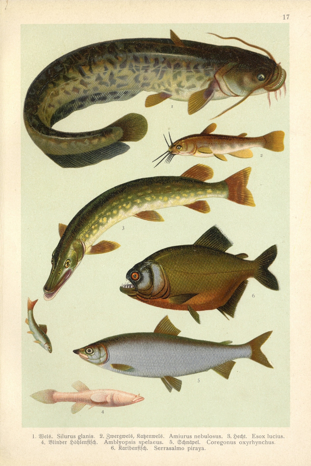 Approx. 1905 Rich Fish Print | Featuring Cavefish (amblyopsis Sp ...