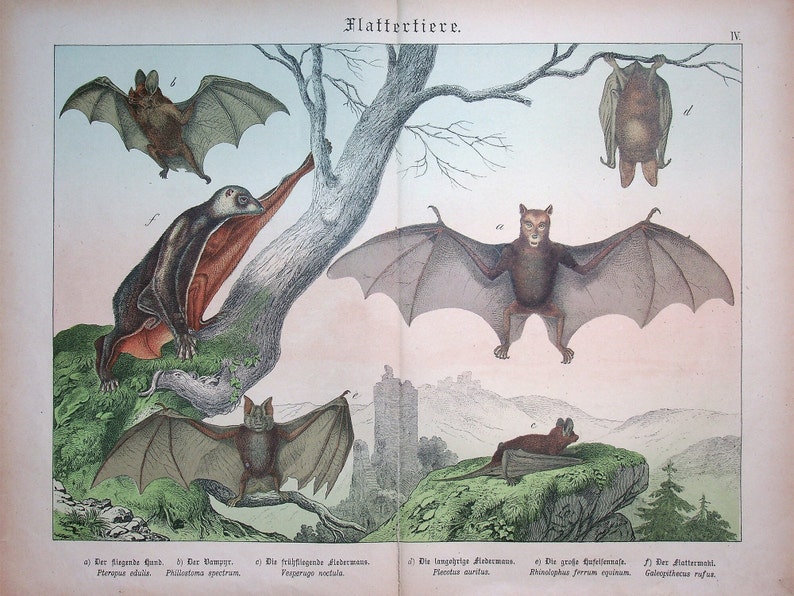 Greater Spear-nosed Bat (phyllostoma Spectrum), Brown Long-eared Bat ...