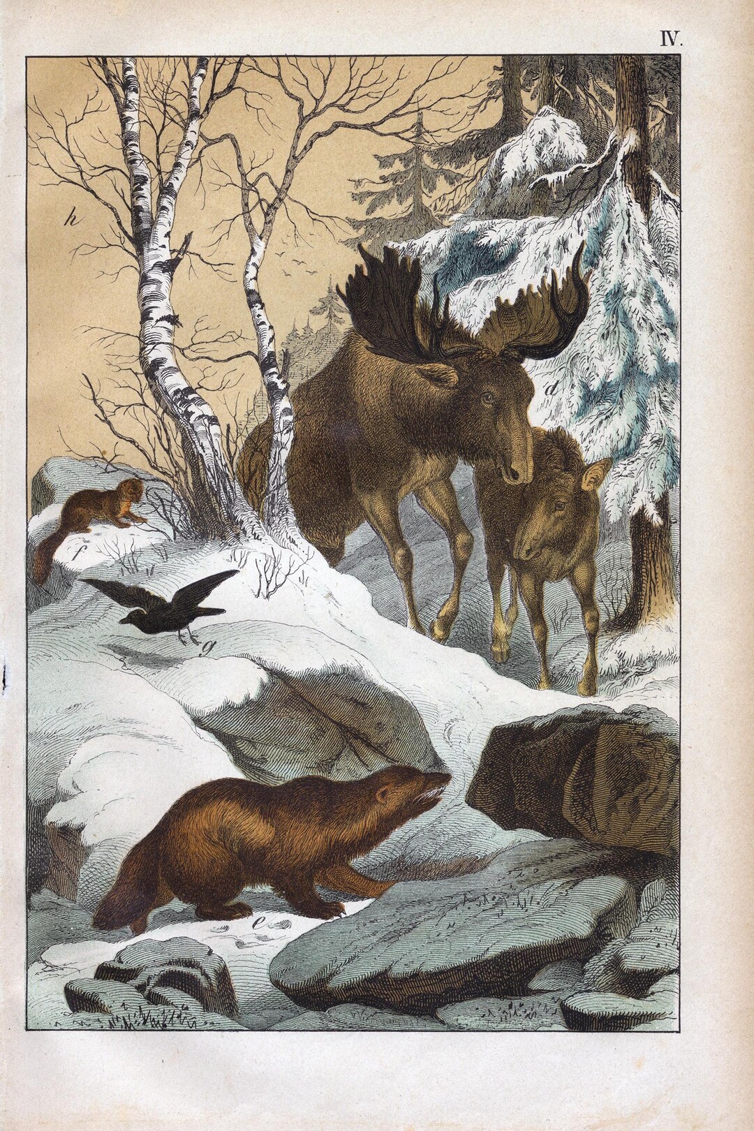 Antique 1879 German Chromolithograph - Moose and Large Mustelid in ...