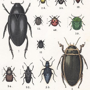 Old Insects Print - Antique Colored Litho by T.bromme, 1865 - Green ...