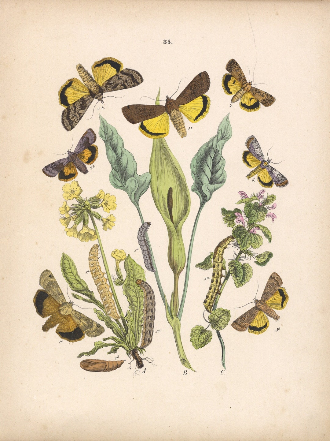 1883 | Antique Hand-colored Butterflies Lithograph - Broad-bordered ...