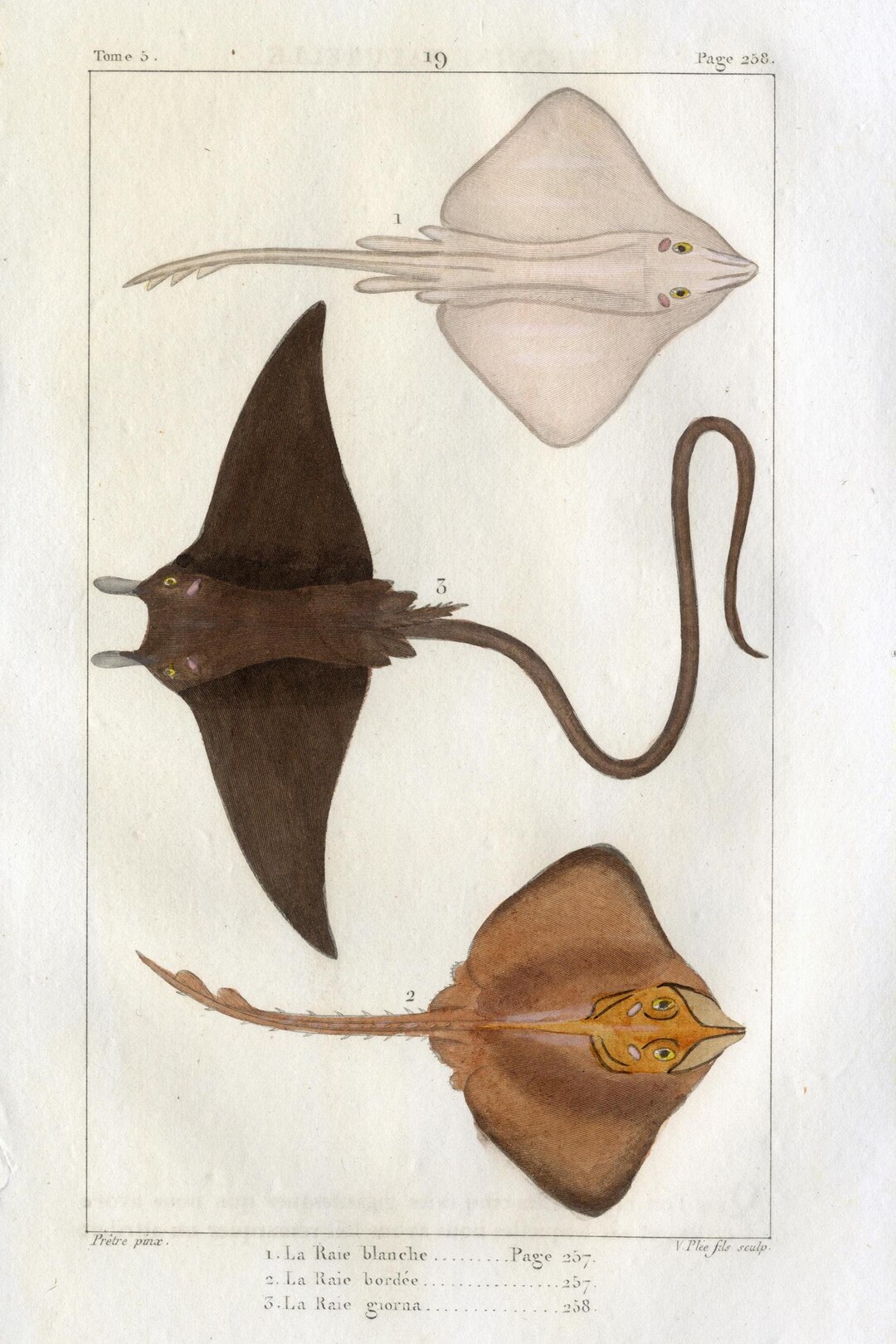 Hand-colored Engraving of Rays | White Ray, Bordered Ray, Giorna Ray ...