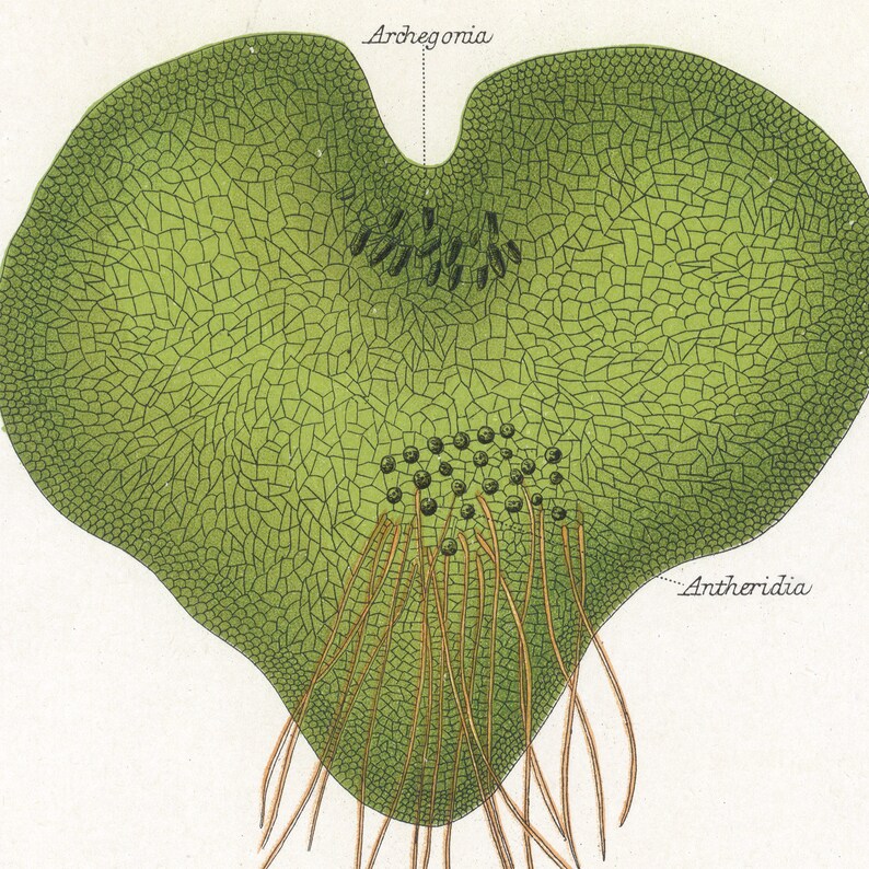 1883 Fern Classification Chart | Taxonomy of Cryptogamic Plants in an ...
