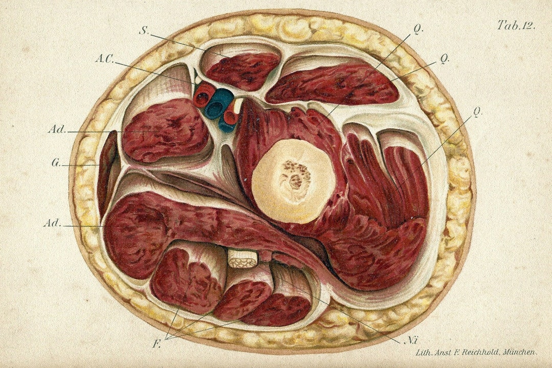 1909 Detailed Anatomical Lithograph of Human Limb Cross-section | Early ...