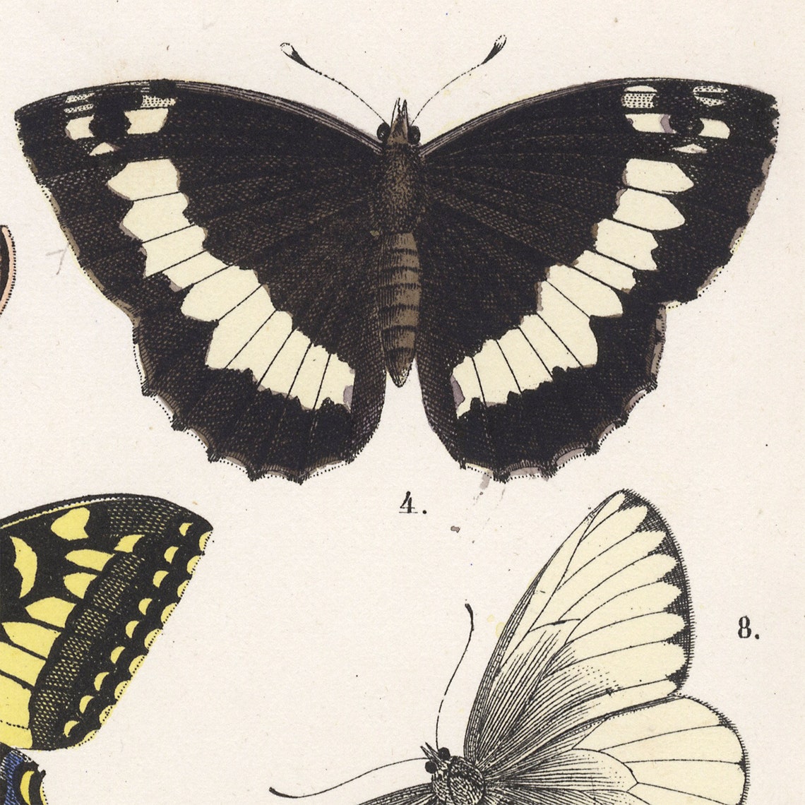 Old Butterflies Print - Antique Colored Litho by T.bromme, 1865 ...