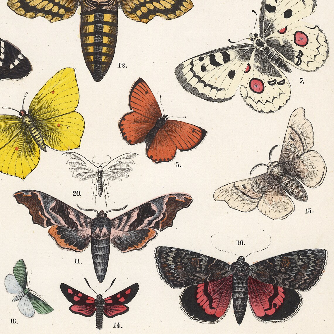 Old Butterflies Print - Antique Colored Litho by T.bromme, 1865 ...
