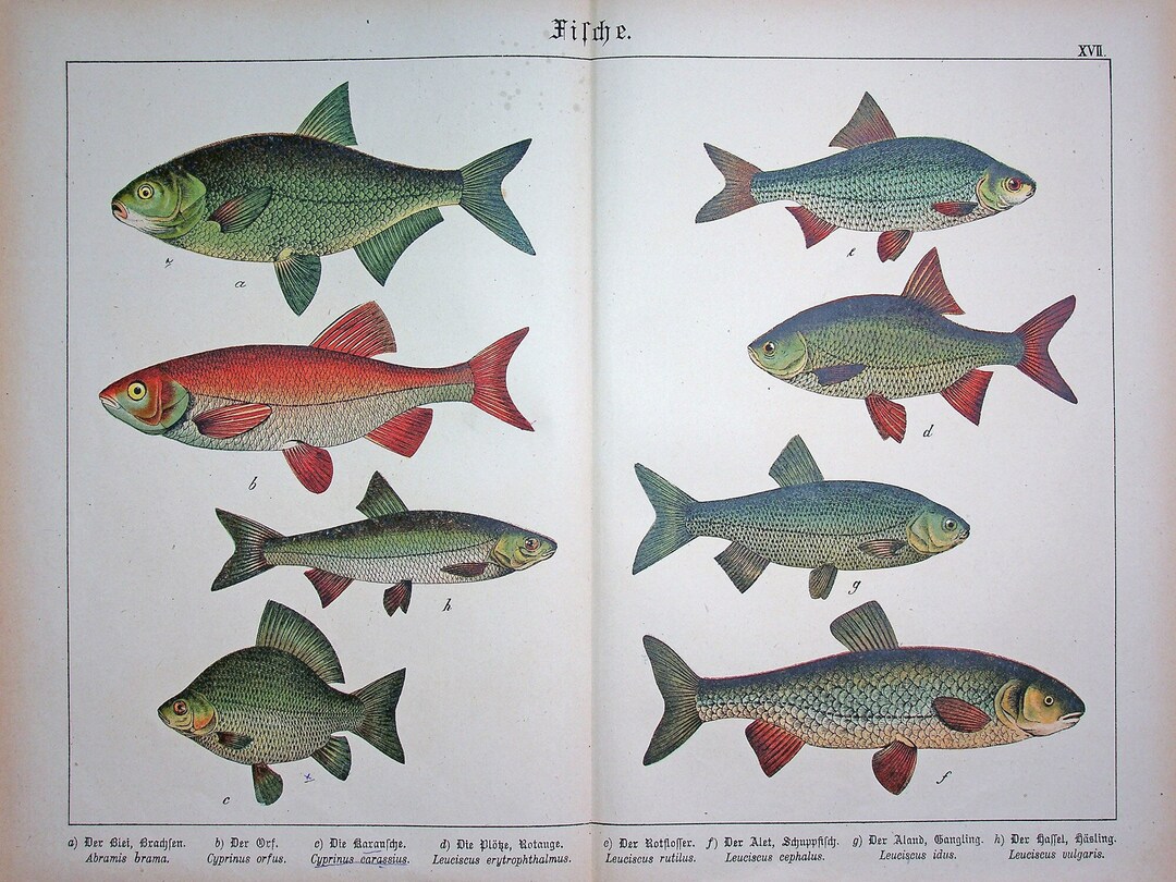 Crucian Carp (cyprinus Carassius), European Chub (leuciscus Cephalus ...