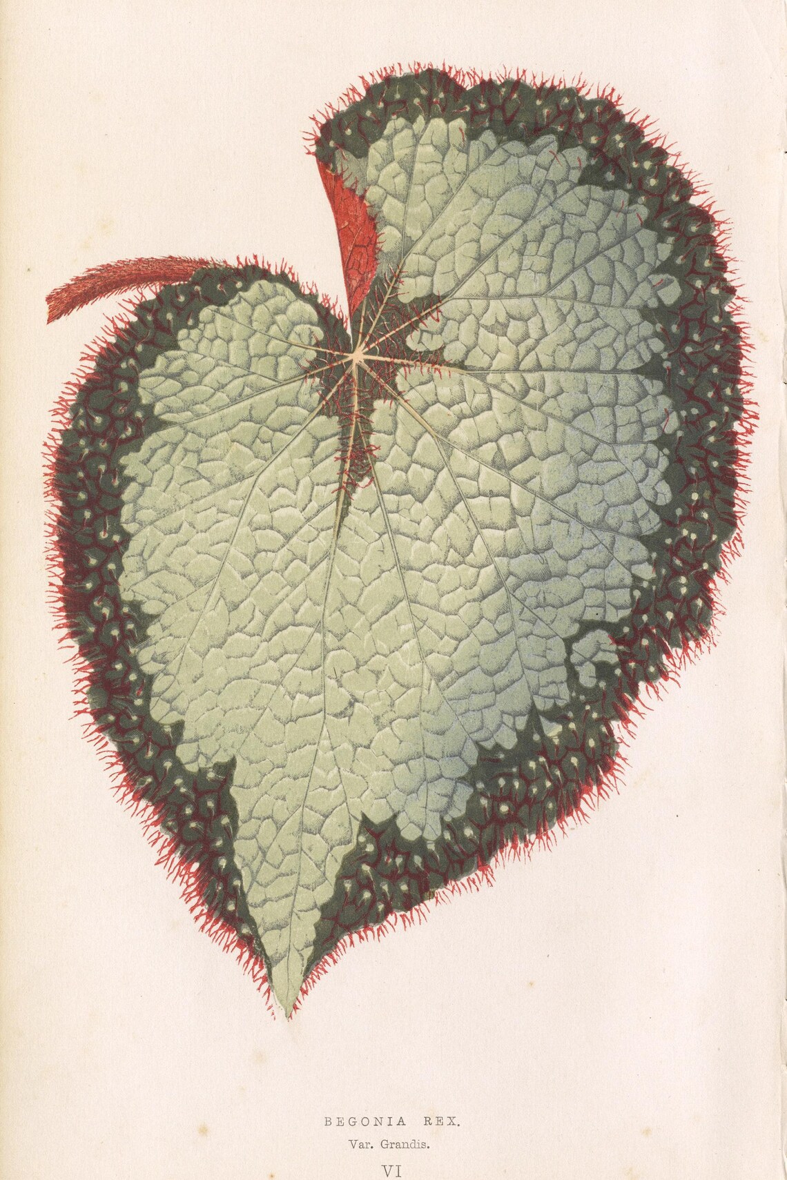 Begonia Rex Large Variety var. Grandis Antique Colored Lithograph From ...