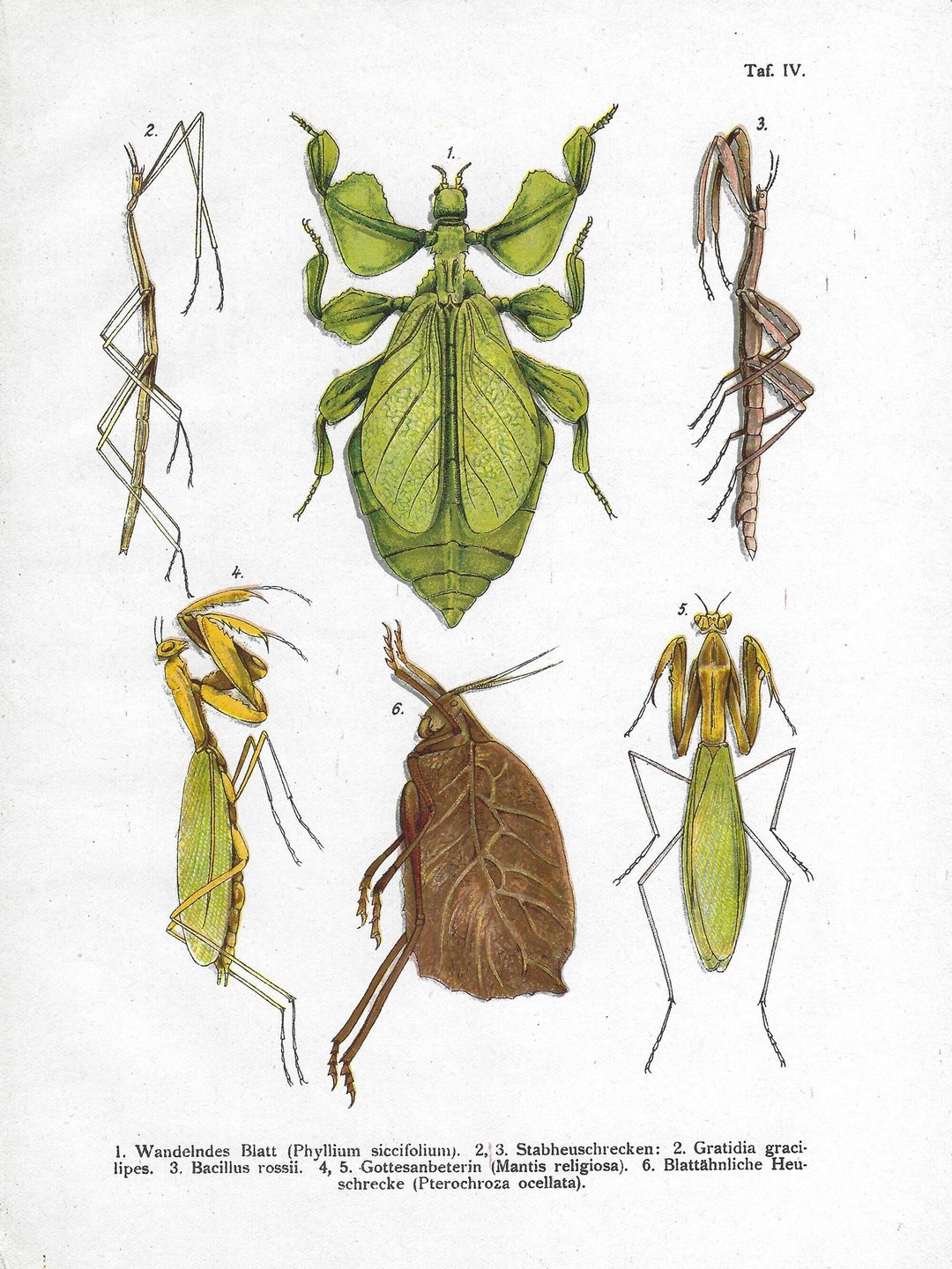 1923 Old Insect Print | Contains - Leaf Insect (phyllium Siccifolium ...