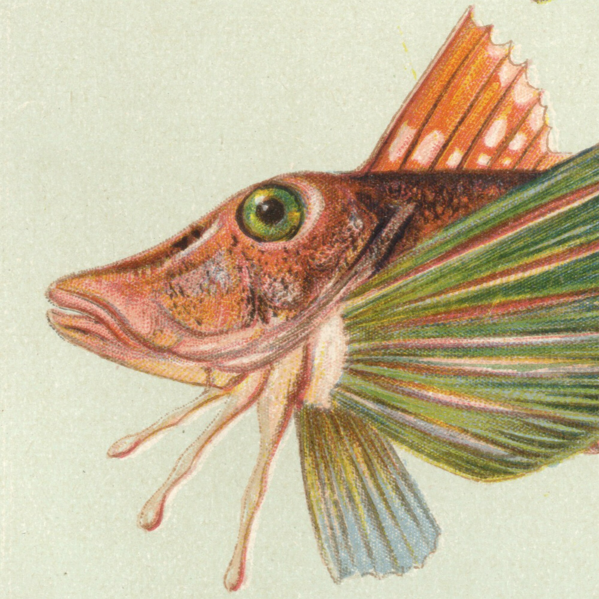 1905 Vintage Fish Lithograph | Highlighting Frogfish (antennarius Sp ...