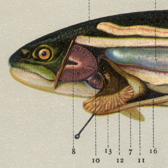 Diagrama De Anatomía Interna Del Pez Partes De Un Pez