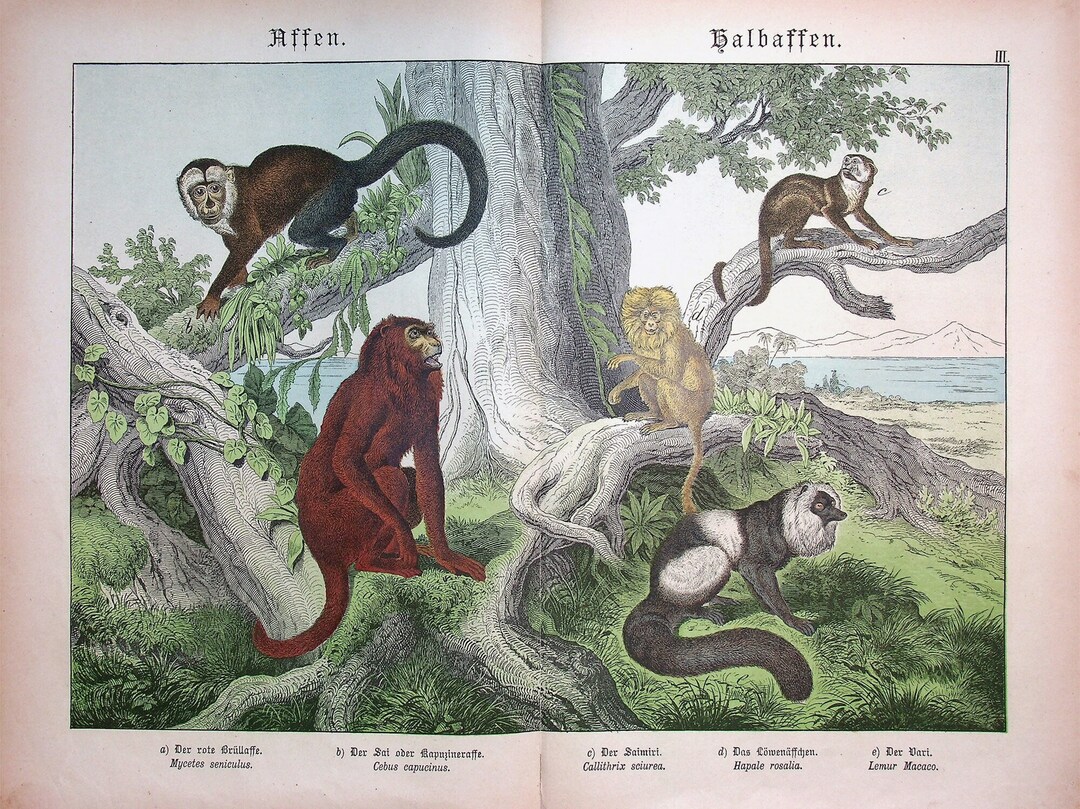 Squirrel Monkey (callithrix Sciurea), Golden Lion Tamarin (hapale ...