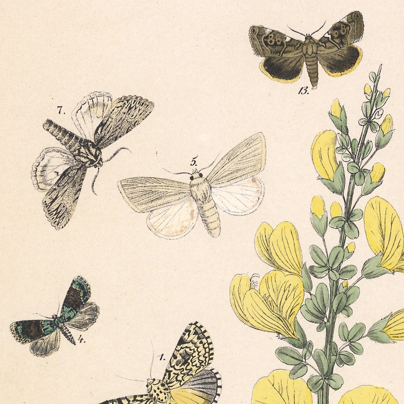 1883 | Antique Hand-colored Butterflies Print - Jester Moth (diphthera ...