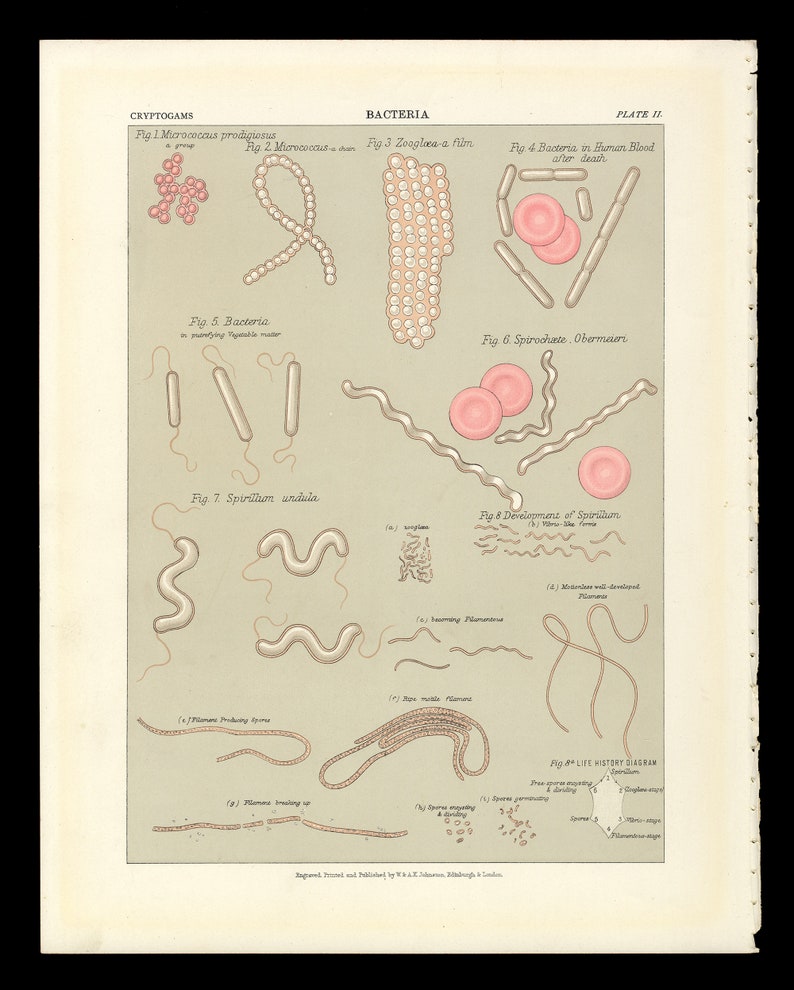 Historical Bacteria Illustration From 1883 | Microscopic View of ...