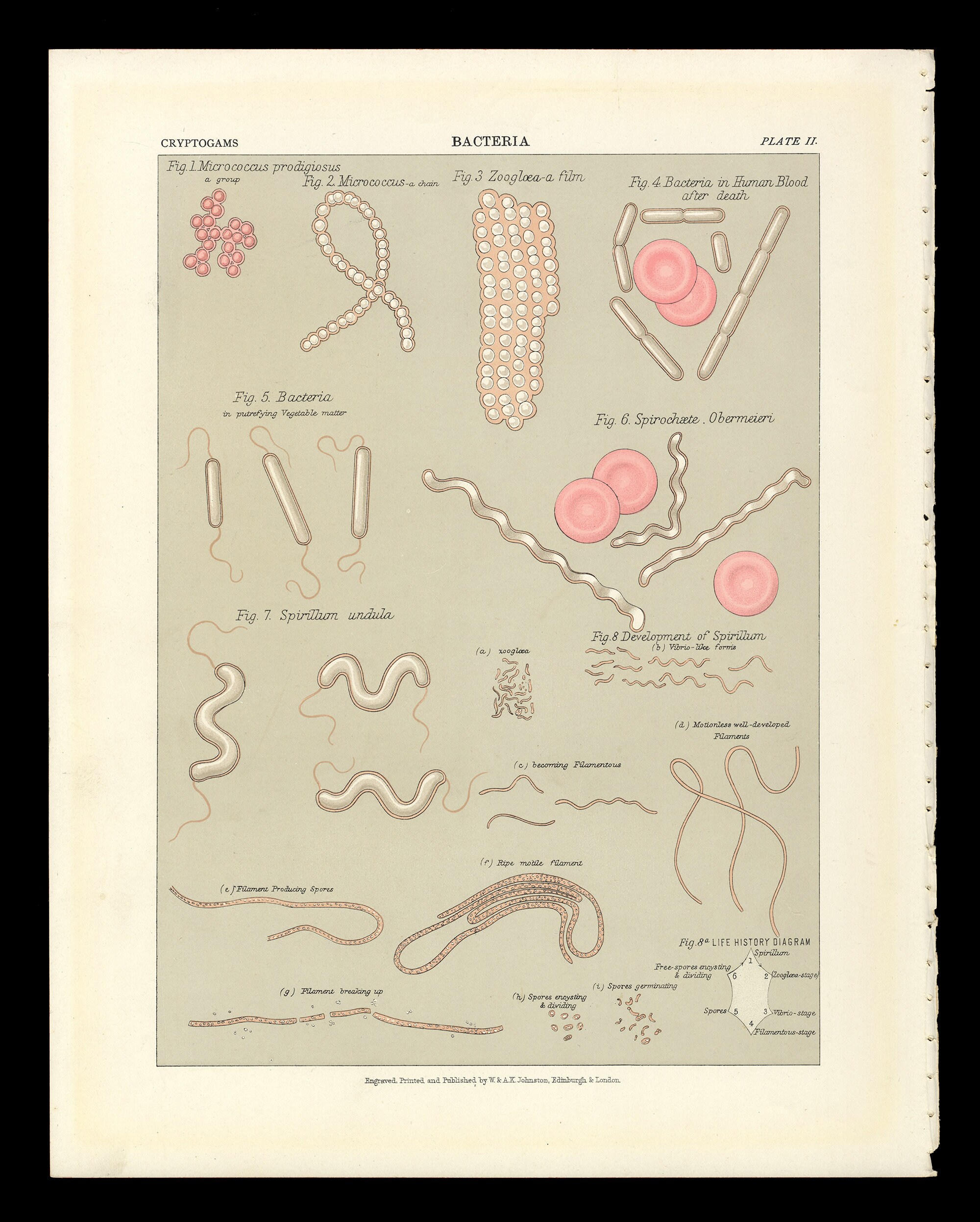 Historical Bacteria Illustration From 1883 | Microscopic View of ...