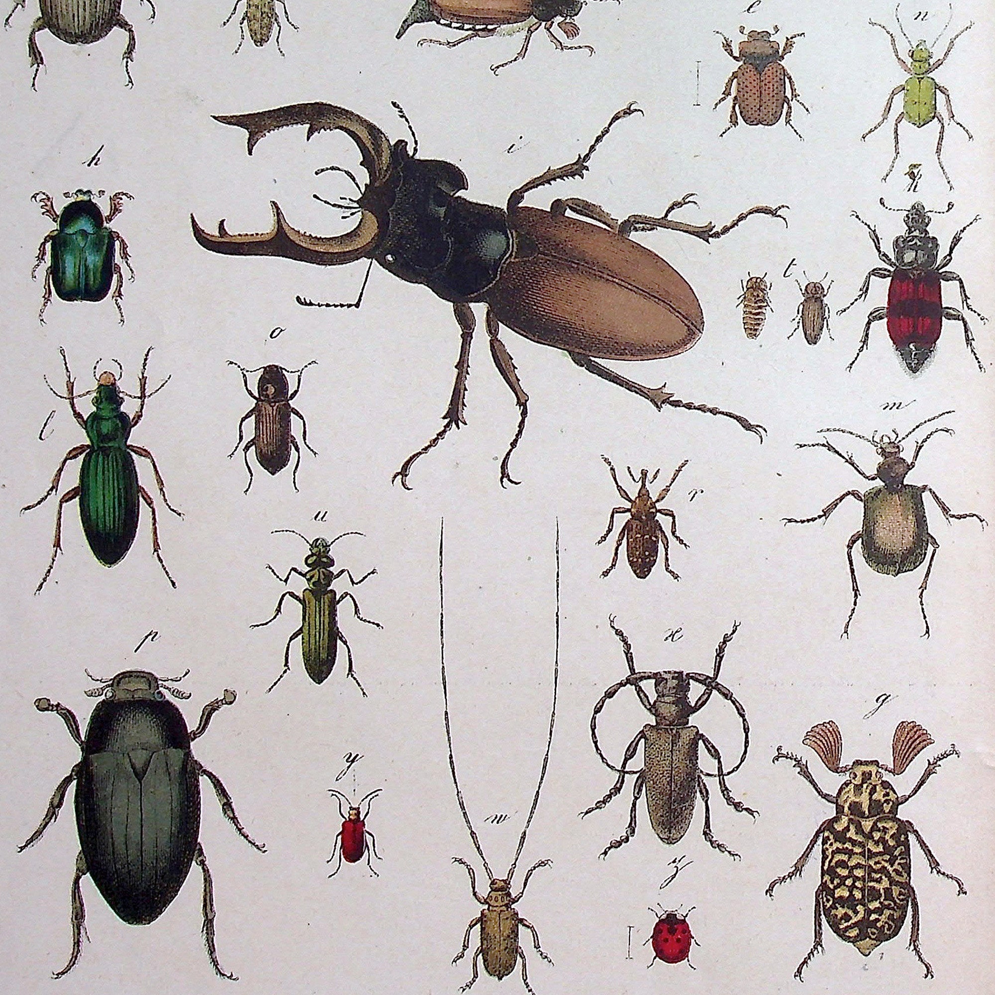 Sacred Scarab (ateuchus Sacer), Beautiful Demoiselle (calopteryx Virgo ...
