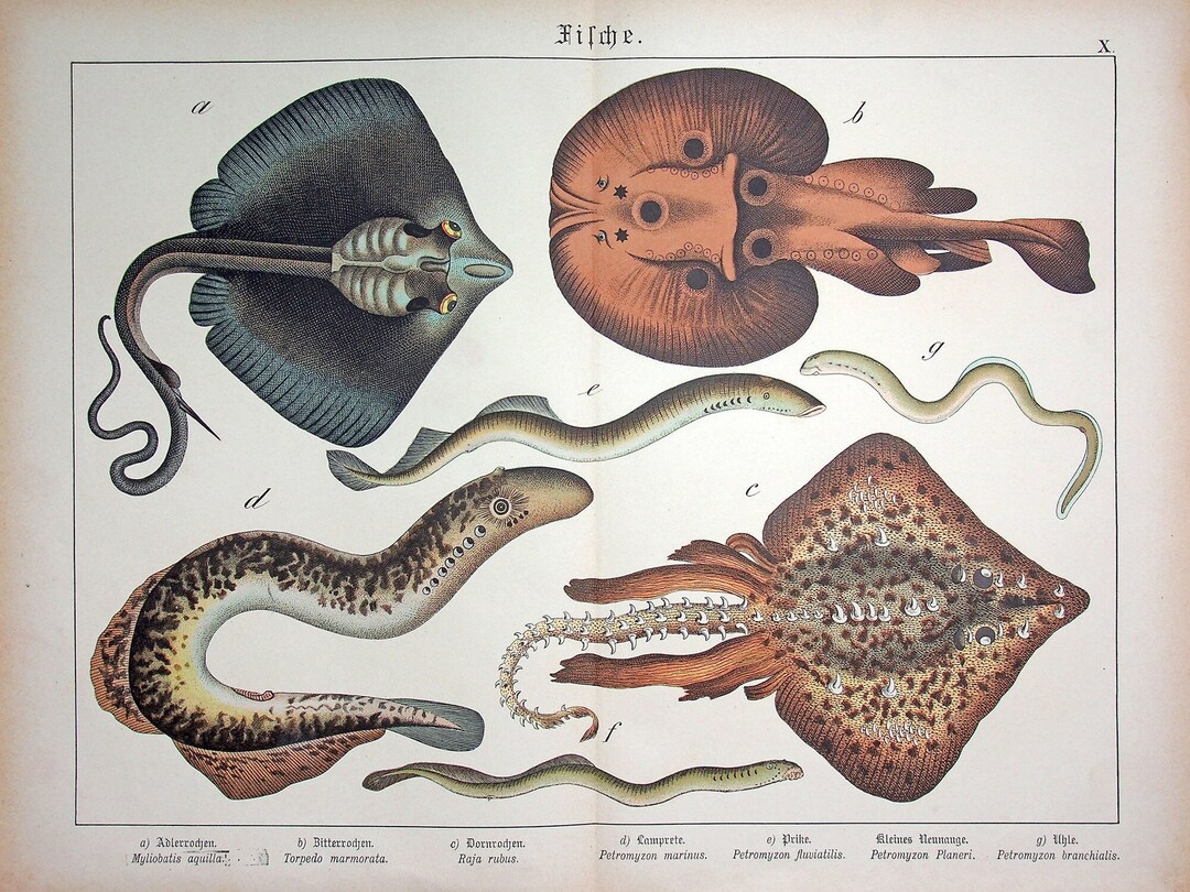 Marbled Electric Ray (torpedo Marmorata), Common Eagle Ray (myliobatis ...