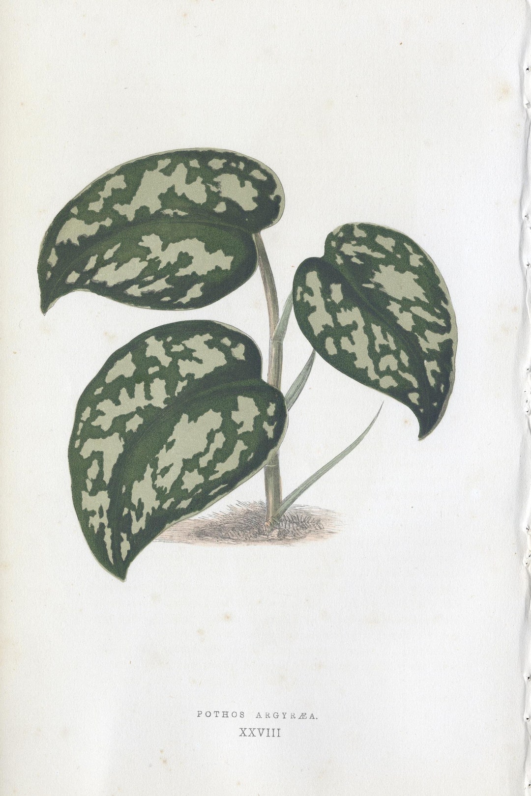 Silver-spotted Pothos (pothos Argyræa) - Rare Antique Botanical Leaf ...