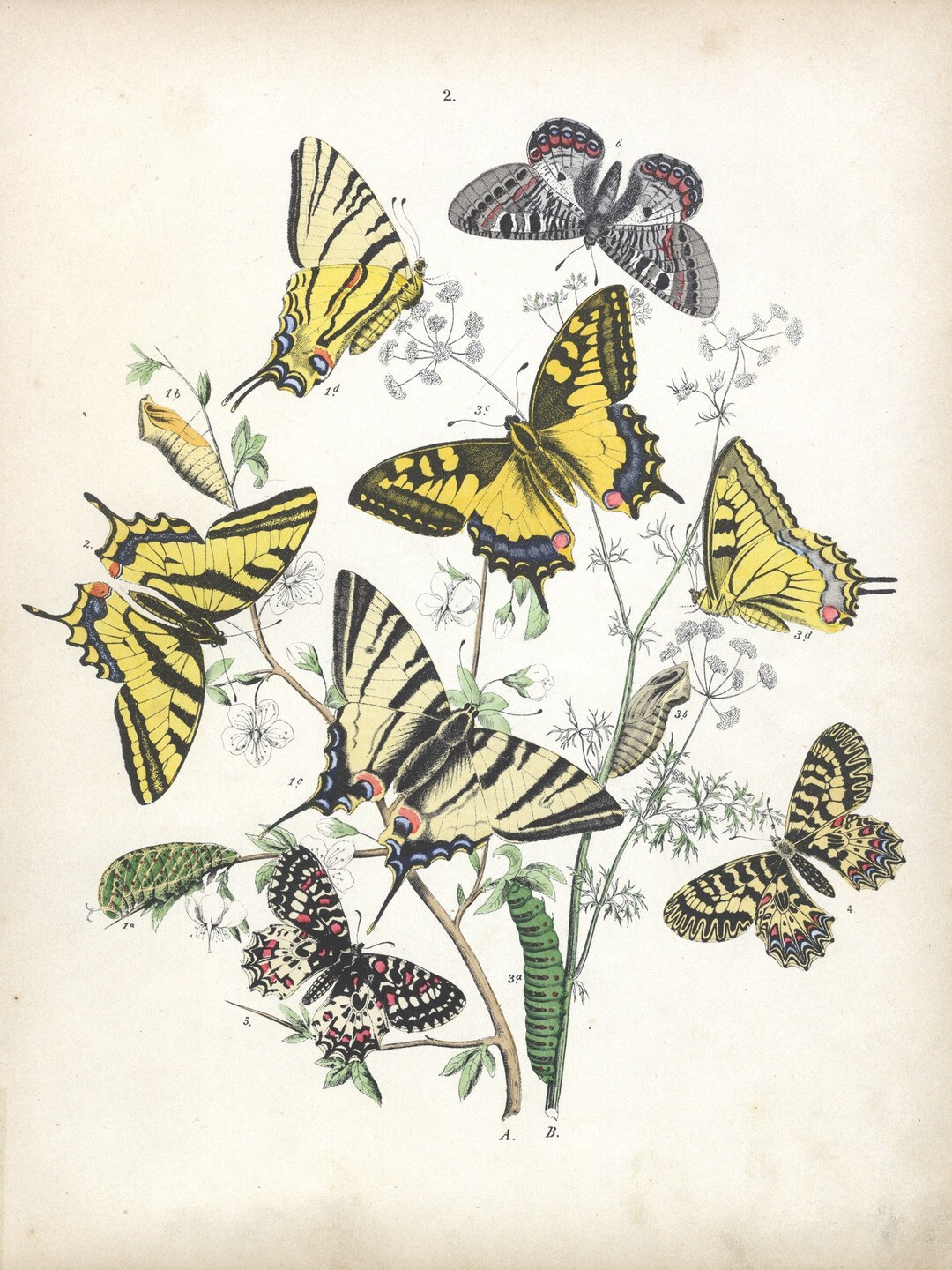 1883 | Antique Hand-colored Butterflies Engraving - Scarce Swallowtail ...