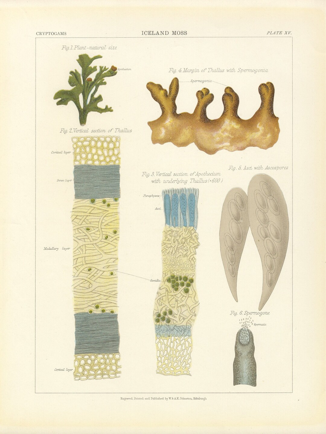 1883 Lichen Lithograph | Symbiotic Cryptogamic Life | Vintage Colored ...